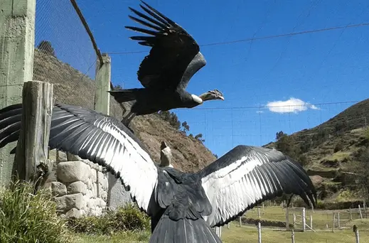 Tour al Santuario de Vida Silvestre con Condor Flying ★ CULTURAPERU.PE